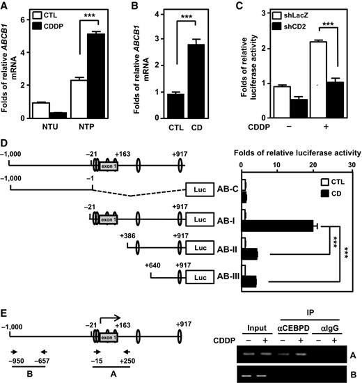Inhibition of the EGFR/STAT3/CEBPD Axis Reverses Cisplatin Cross ...