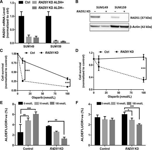 RAD51 Mediates Resistance of Cancer Stem Cells to PARP Inhibition in ...
