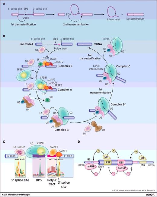 Molecular Pathways: Understanding and Targeting Mutant Spliceosomal ...