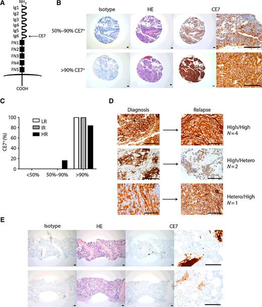 Preclinical Assessment of CD171-Directed CAR T-cell Adoptive Therapy ...