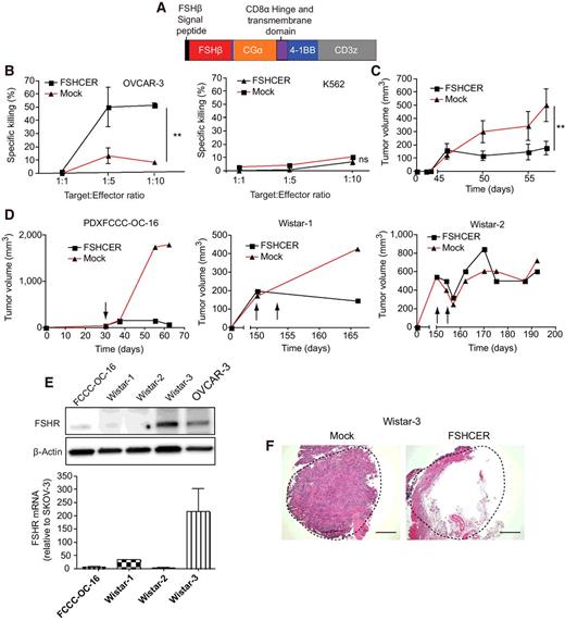 Follicle-Stimulating Hormone Receptor Is Expressed by Most Ovarian ...