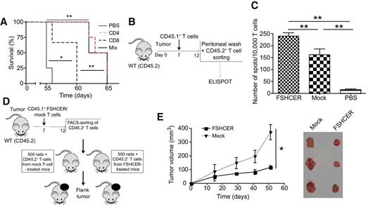 Follicle-Stimulating Hormone Receptor Is Expressed by Most Ovarian ...