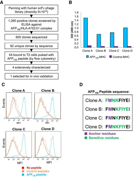 Targeting Alpha-Fetoprotein (AFP)–MHC Complex with CAR T-Cell Therapy ...