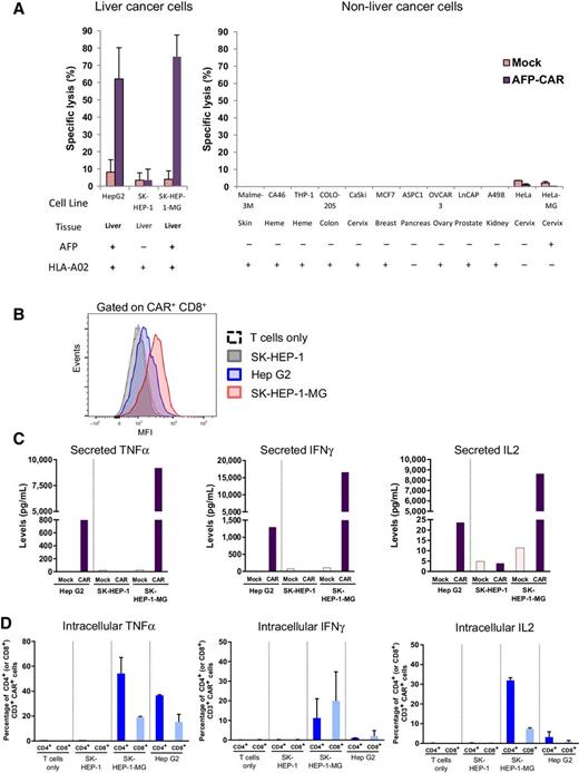 Targeting Alpha-Fetoprotein (AFP)–MHC Complex with CAR T-Cell Therapy ...