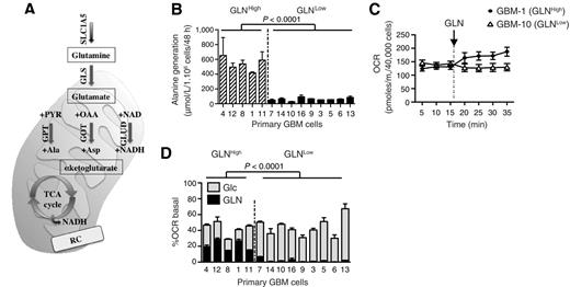 Efficient Mitochondrial Glutamine Targeting Prevails Over Glioblastoma ...