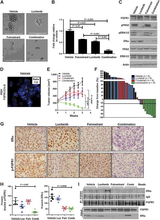 Association of FGFR1 with ERα Maintains Ligand-Independent ER ...