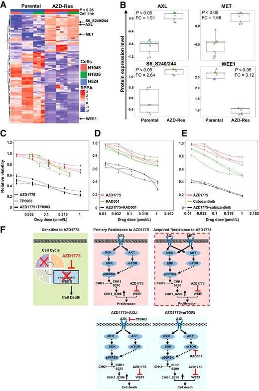 Targeting AXL and mTOR Pathway Overcomes Primary and Acquired ...