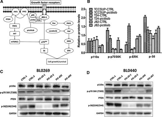 The Phosphatidylinositol 3-Kinase Pathway as a Potential Therapeutic ...