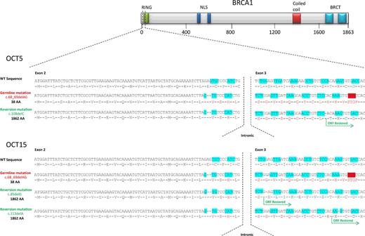 Diverse BRCA1 and BRCA2 Reversion Mutations in Circulating Cell-Free ...