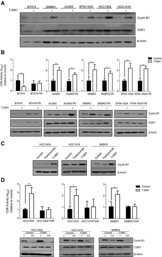 Defective Cyclin B1 Induction in Trastuzumab-emtansine (T-DM1) Acquired Resistance in HER2 ...