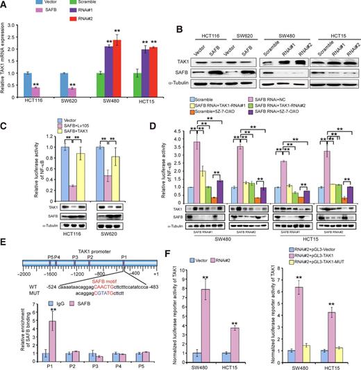 Downregulation of SAFB Sustains the NF-κB Pathway by Targeting TAK1 ...