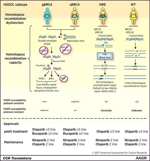 The HRD Decision—Which PARP Inhibitor to Use for Whom and When ...