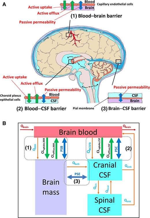 Quantitative and Mechanistic Understanding of AZD1775 Penetration ...