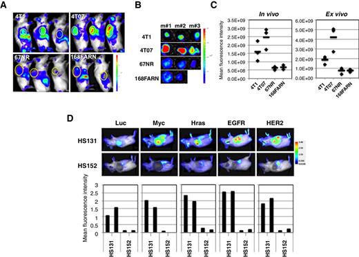 In Vivo Detection of HSP90 Identifies Breast Cancers with Aggressive ...