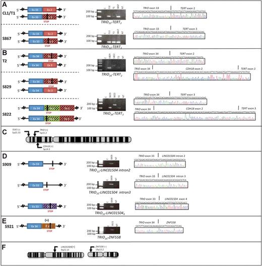 Recurrent TRIO Fusion in Nontranslocation–Related Sarcomas | Clinical ...