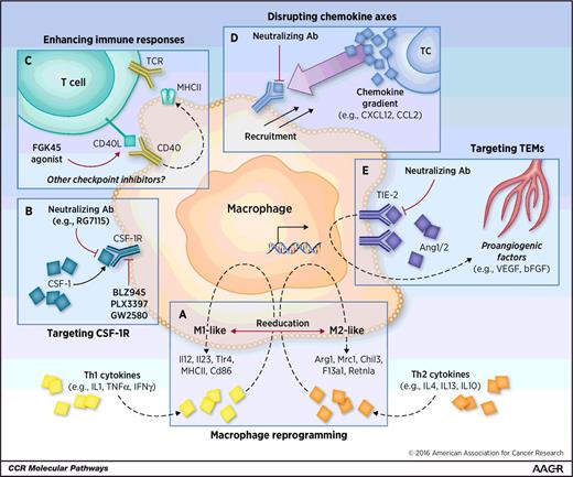 Molecular Pathways: Deciphering Mechanisms of Resistance to Macrophage ...