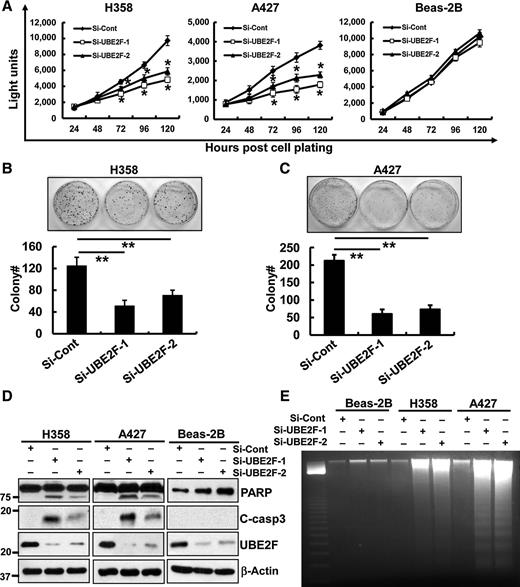 Neddylation E2 UBE2F Promotes the Survival of Lung Cancer Cells by ...