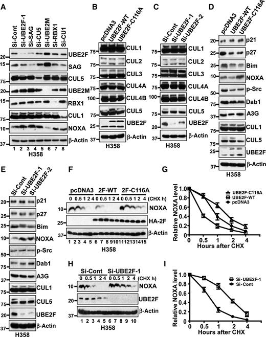 Neddylation E2 UBE2F Promotes the Survival of Lung Cancer Cells by ...