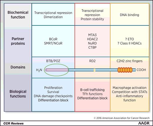 The Expanding Role of the BCL6 Oncoprotein as a Cancer Therapeutic ...