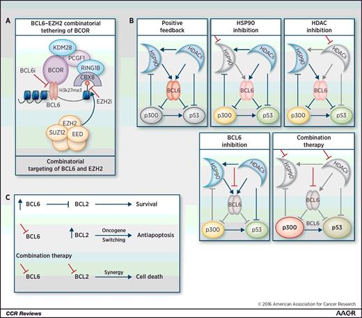 The Expanding Role of the BCL6 Oncoprotein as a Cancer Therapeutic ...