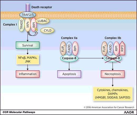 Molecular Pathways: The Necrosome—A Target for Cancer Therapy ...