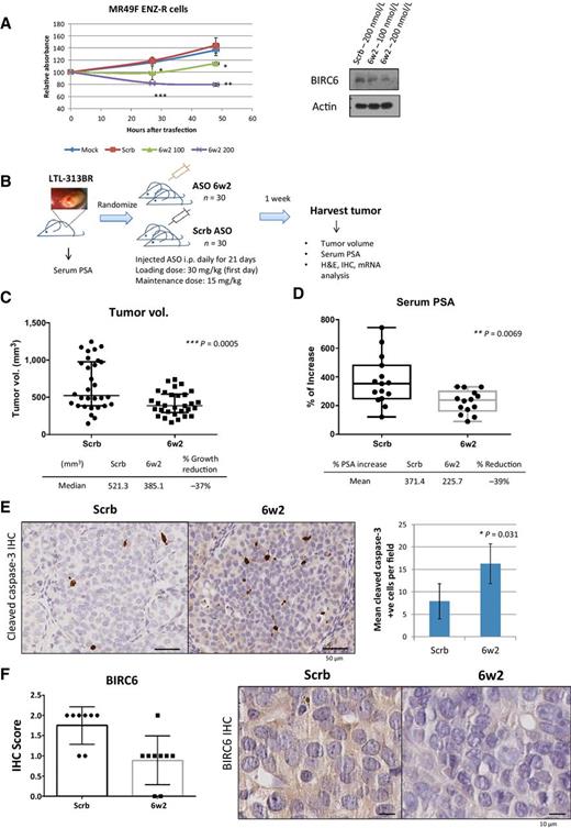 BIRC6 Targeting as Potential Therapy for Advanced, Enzalutamide ...