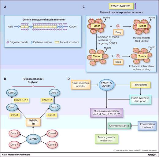 Molecular Pathways: Mucins and Drug Delivery in Cancer | Clinical ...