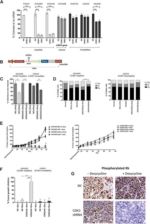 Selective Targeting of Cyclin E1-Amplified High-Grade Serous Ovarian ...