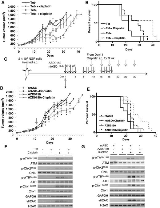 Inhibition of STAT3 with the Generation 2.5 Antisense Oligonucleotide ...