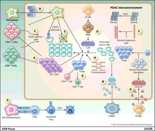 Strategies for Increasing Pancreatic Tumor Immunogenicity | Clinical ...