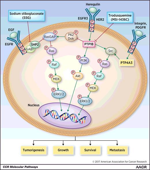 Molecular Pathways: Targeting Protein Tyrosine Phosphatases in Cancer ...