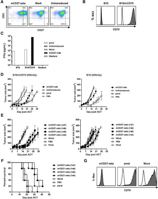 Preclinical Evaluation of Chimeric Antigen Receptors Targeting CD70 ...