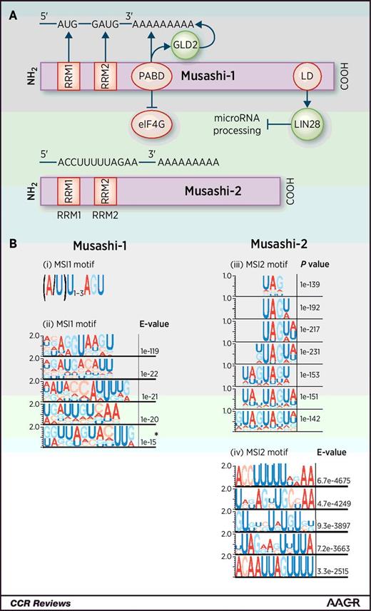 Musashi RNA-Binding Proteins as Cancer Drivers and Novel Therapeutic ...