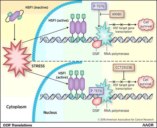 Targeting HSF1: A Prime Integrator of Proteotoxic Stress Response in ...