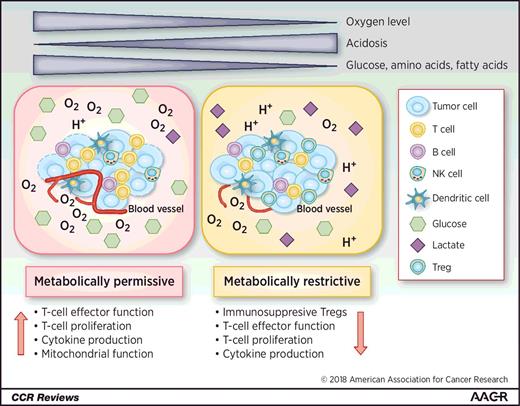 Antitumor T-cell Reconditioning: Improving Metabolic Fitness for ...