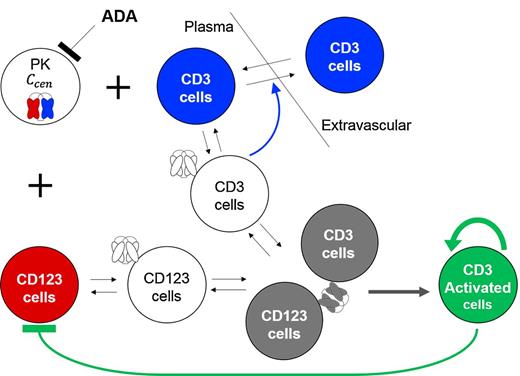 Integrated Pharmacokinetic/Pharmacodynamic Model of a Bispecific ...