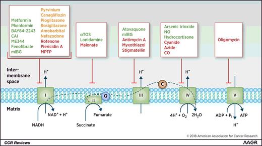 Oxidative Phosphorylation as an Emerging Target in Cancer Therapy ...