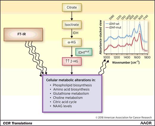 Shedding Light on IDH1 Mutation in Gliomas | Clinical Cancer Research ...