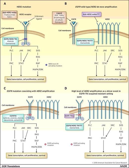 HER2 Deregulation in Lung Cancer: Right Time to Adopt an Orphan ...