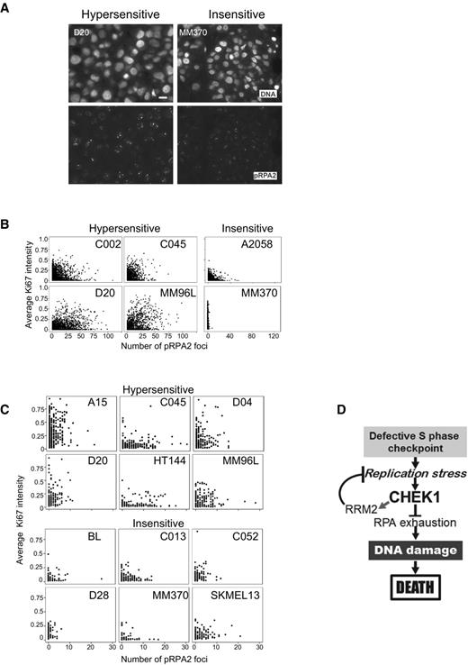 Endogenous Replication Stress Marks Melanomas Sensitive to CHEK1 ...