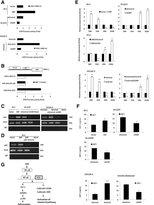 Vitamin D–Binding Protein Enhances Epithelial Ovarian Cancer ...