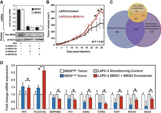 MEIS1 and MEIS2 Expression and Prostate Cancer Progression: A Role For ...