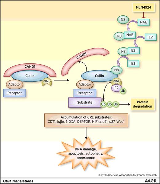 The Need for Neddylation: A Key to Achieving NED in Uveal Melanoma ...
