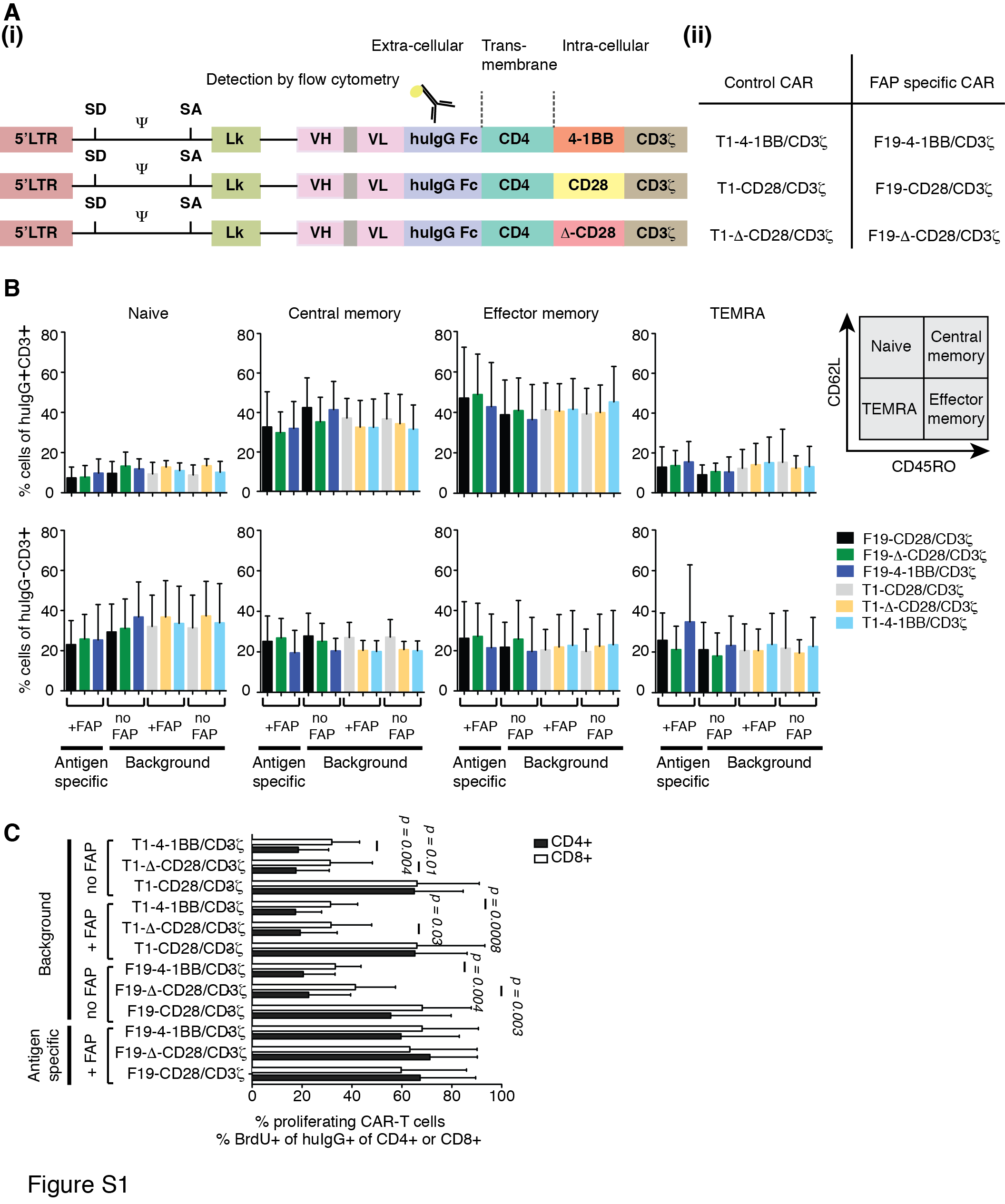 Aberrant Lck Signal via CD28 Costimulation Augments Antigen-Specific ...