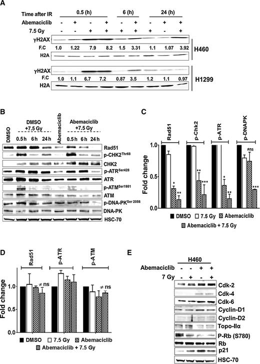 Abemaciclib, a Selective CDK4/6 Inhibitor, Enhances the ...