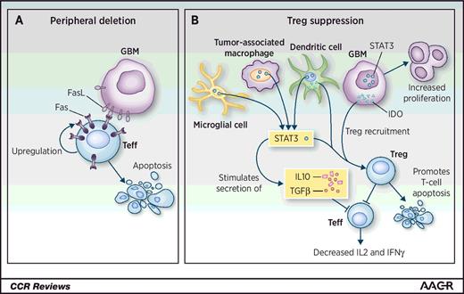 T-cell Dysfunction in Glioblastoma: Applying a New Framework | Clinical ...