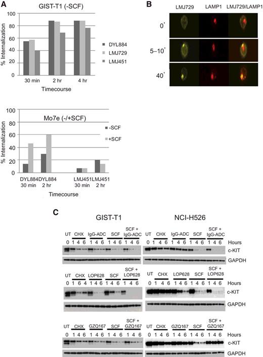 Preclinical Antitumor Activity of a Novel Anti–c-KIT Antibody–Drug ...