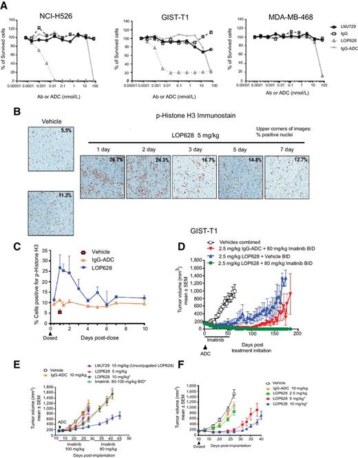 Preclinical Antitumor Activity of a Novel Anti–c-KIT Antibody–Drug ...