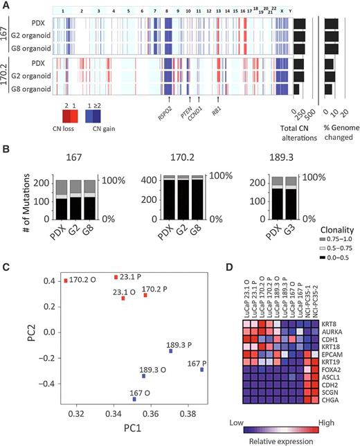 A PDX/Organoid Biobank of Advanced Prostate Cancers Captures Genomic ...