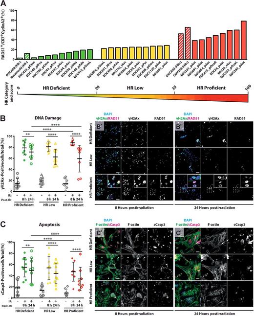 A Functional Homologous Recombination Assay Predicts Primary ...